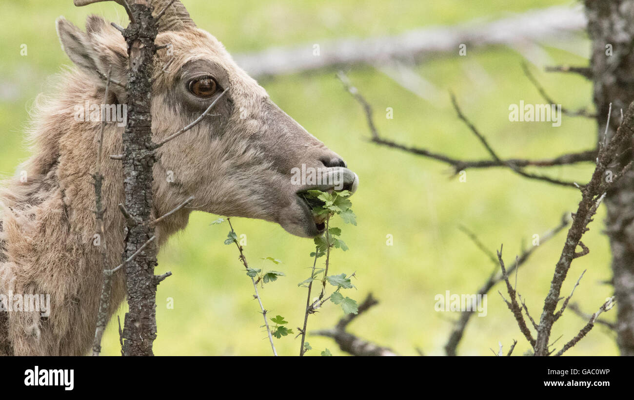 Sheep teeth hi-res stock photography and images - Alamy