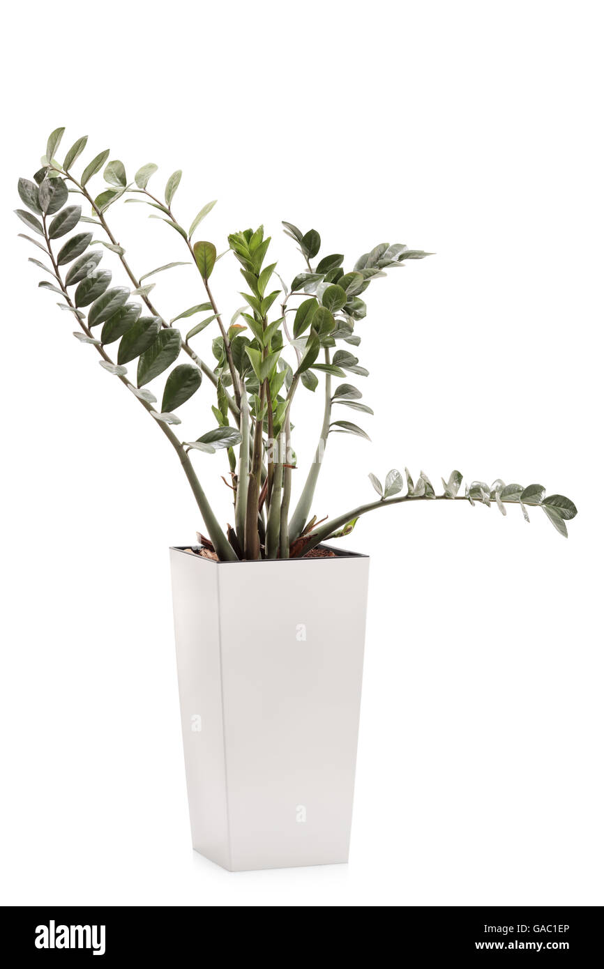 Zz plant hi-res stock photography and images - Alamy