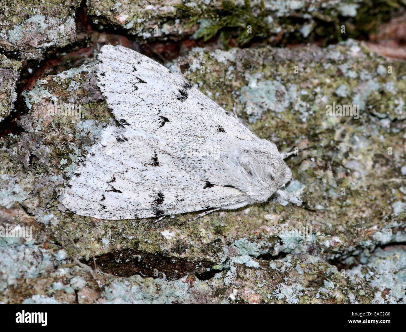 West European Miller Moth (Acronicta leporina) - Noctuidae (Owlet Moths ...