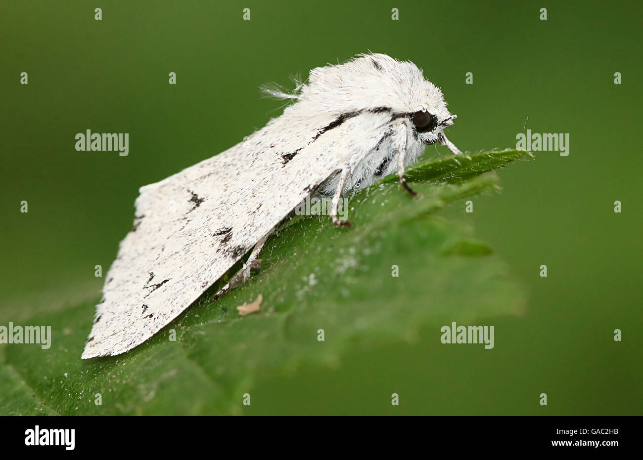 West European Miller Moth (Acronicta leporina) - Noctuidae (Owlet Moths ...