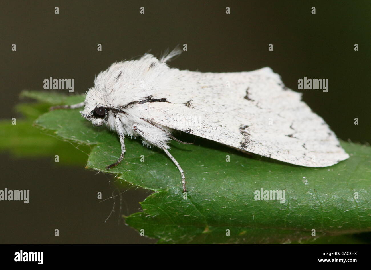 West European Miller Moth (Acronicta leporina) - Noctuidae (Owlet Moths ...