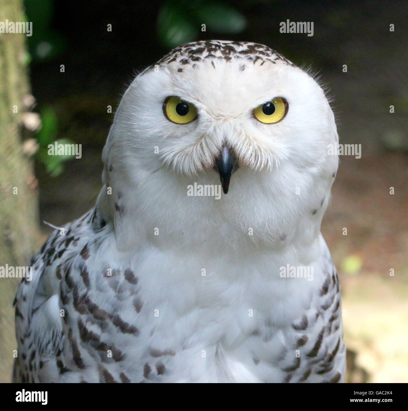 Snowy owl (Bubo scandiacus) upper body and head, facing camera Stock ...