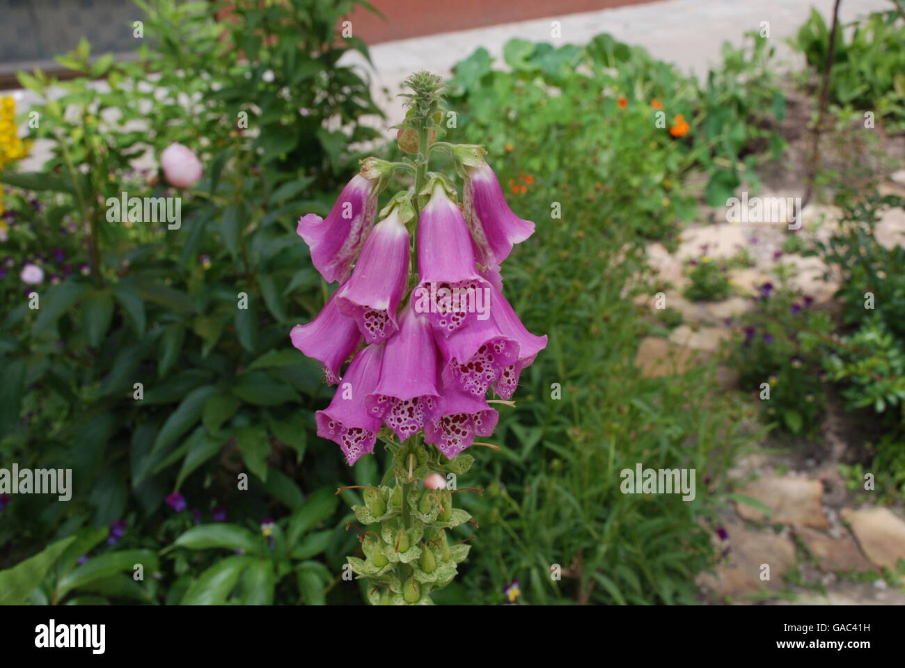 Foxglove digitalis purpurea medical hi-res stock photography and images ...