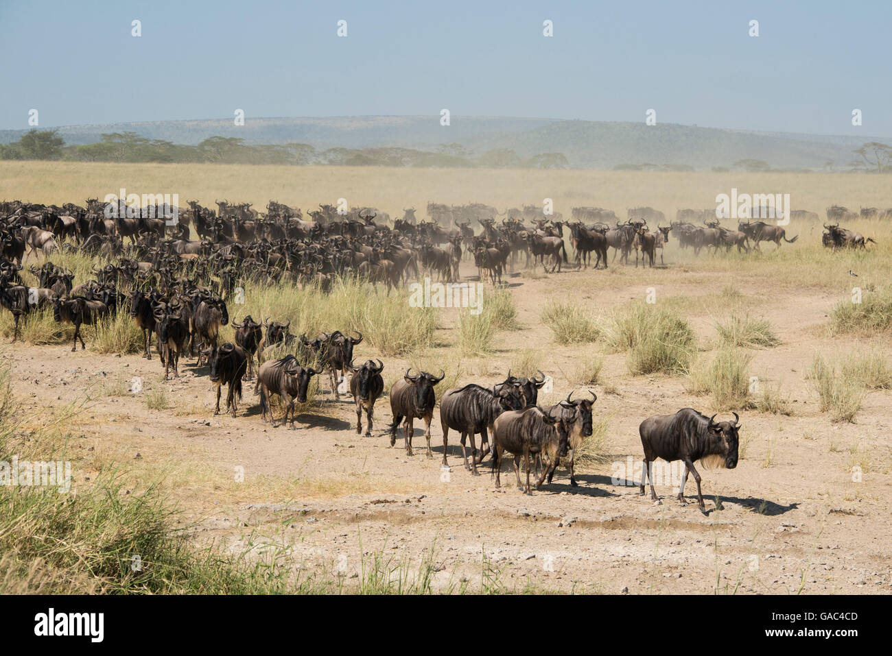 Wildebeest migration hi-res stock photography and images - Alamy
