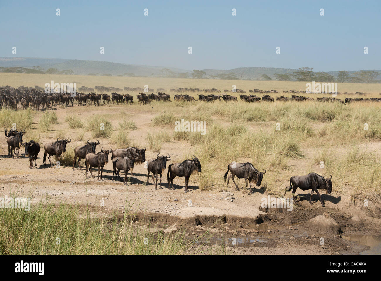 Wildebeest Migration Stock Photos & Wildebeest Migration Stock Images ...