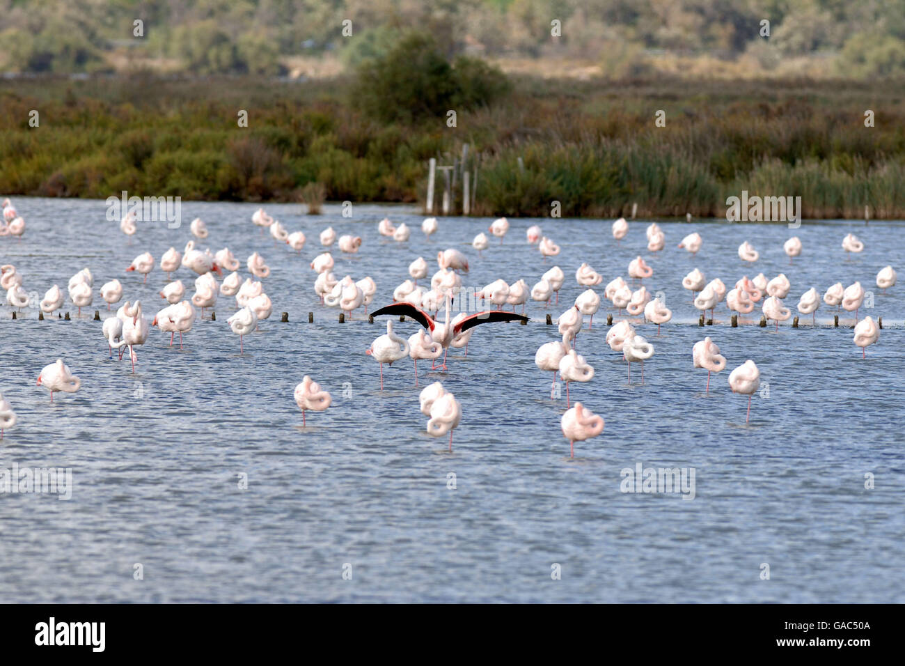 Flamingoes in the wetlands in the Camargue region of France Stock Photo ...