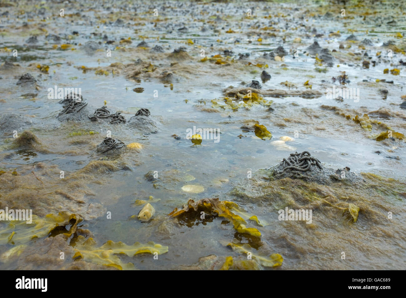 Lugworm casts hi-res stock photography and images - Alamy