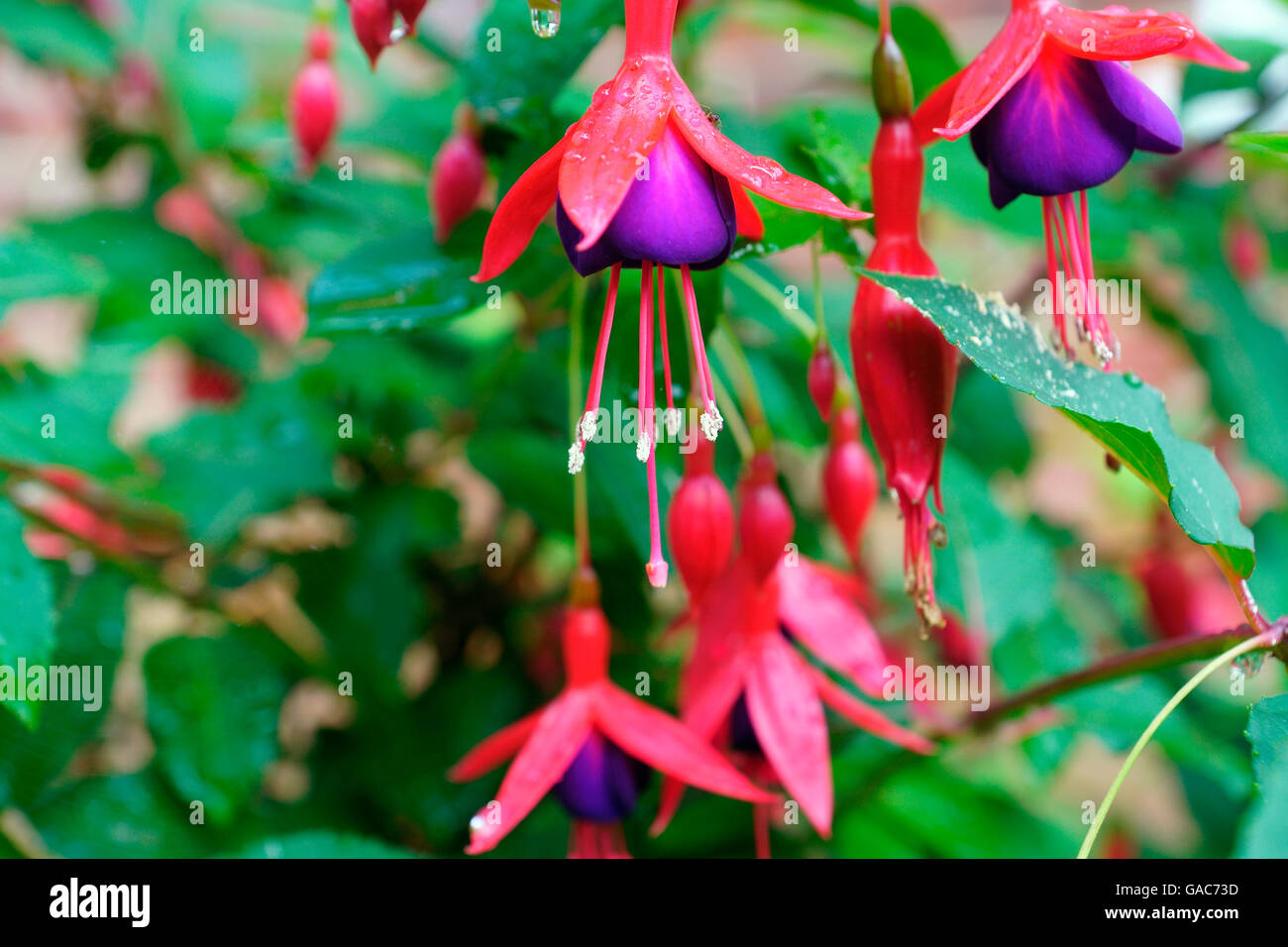 Fuchsia berry plant hi-res stock photography and images - Alamy