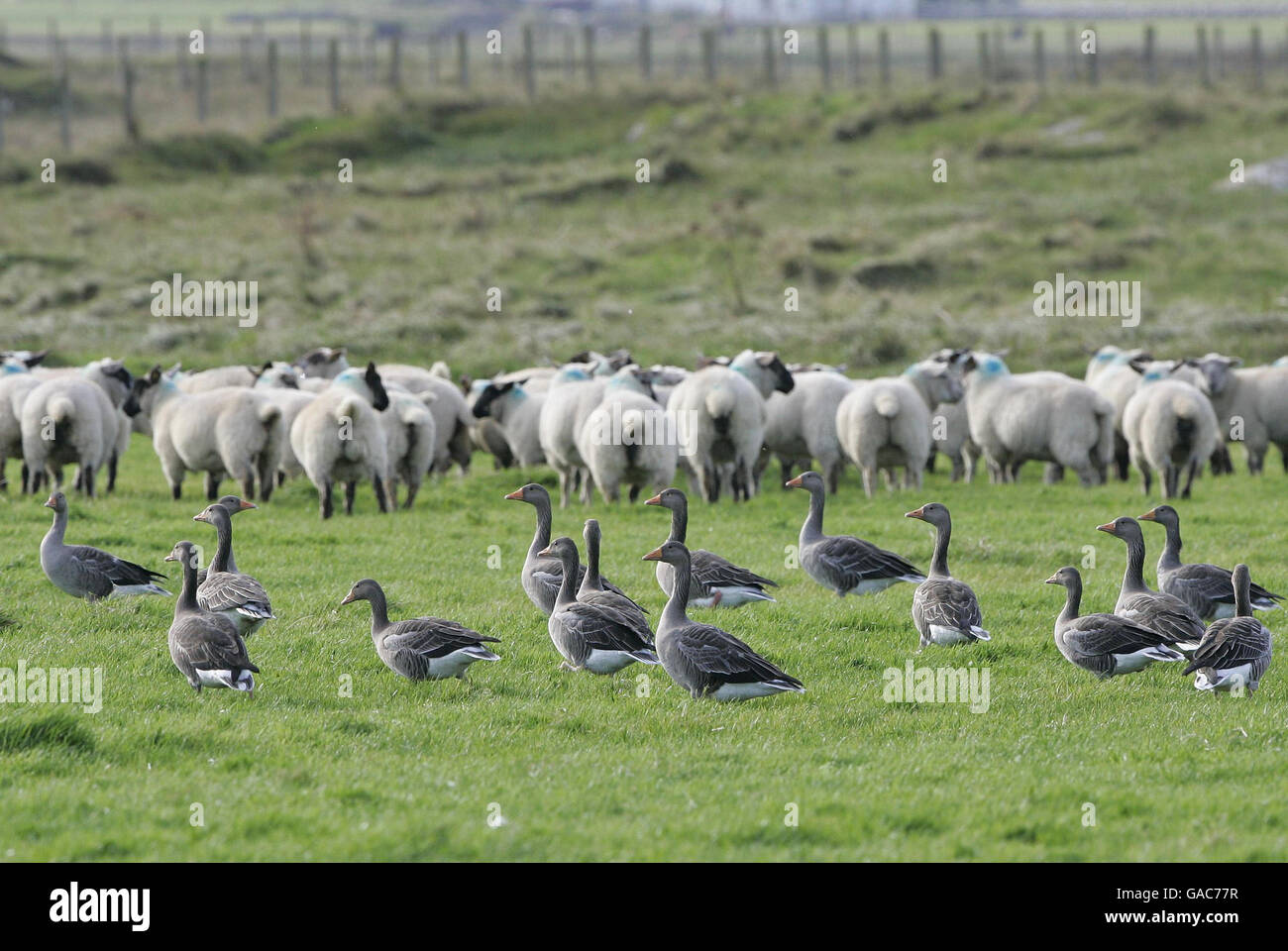 Sheep and geese compete for grazing in Scotland Stock Photo - Alamy