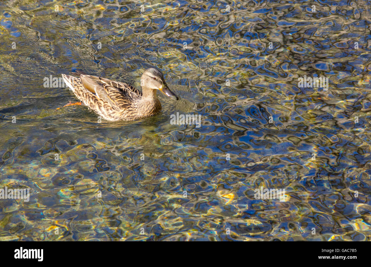 Duck swimming hi-res stock photography and images - Alamy