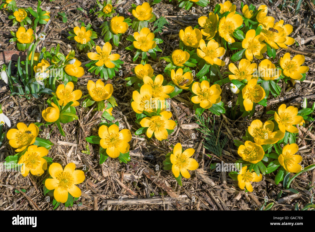 Blooming winter aconite Stock Photo - Alamy