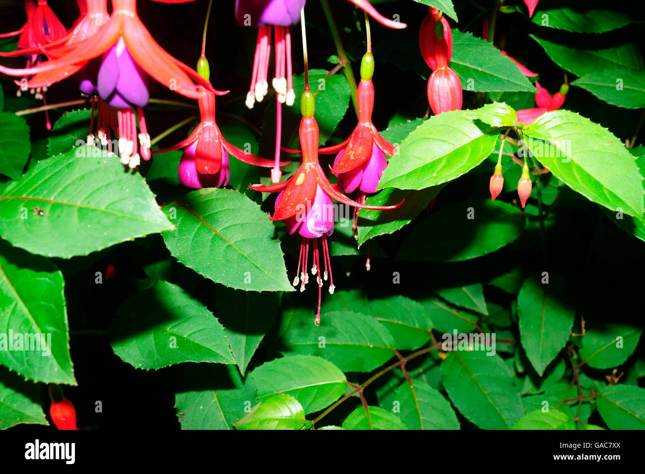 Fuchsia berry plant hi-res stock photography and images - Alamy