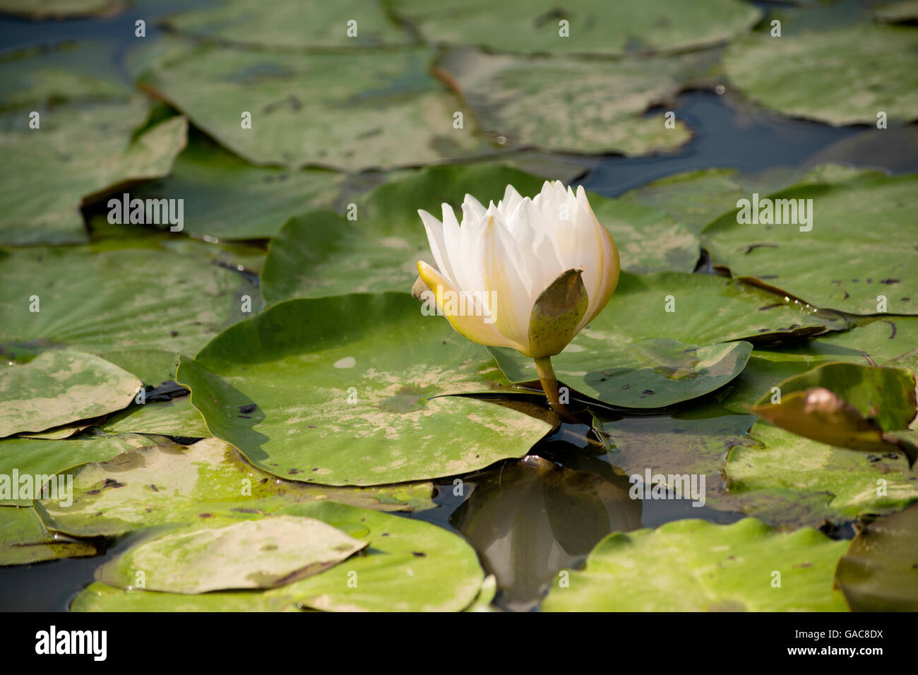 water lily and lily pads Stock Photo - Alamy