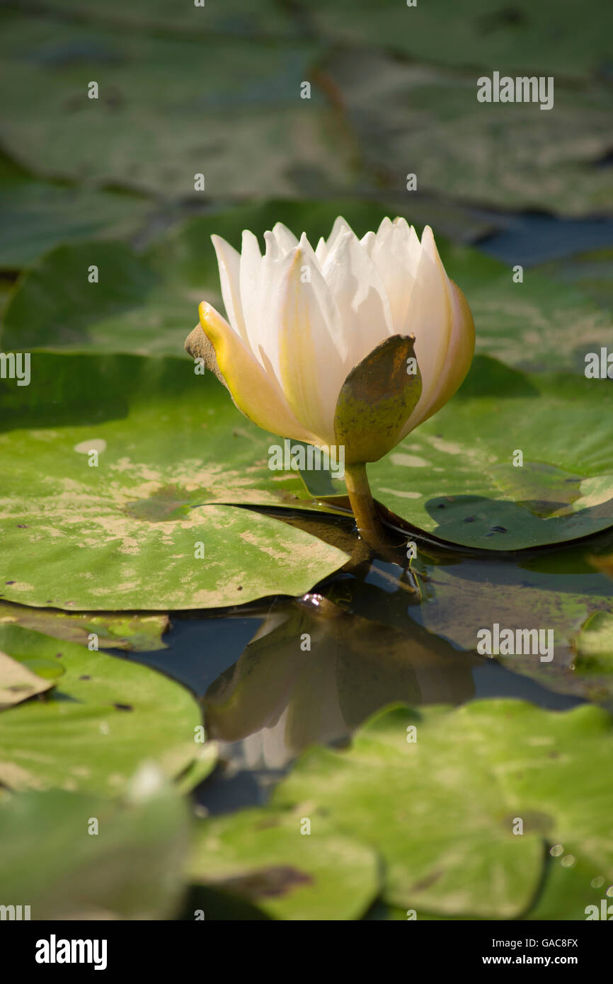 water lily and lily pads Stock Photo - Alamy