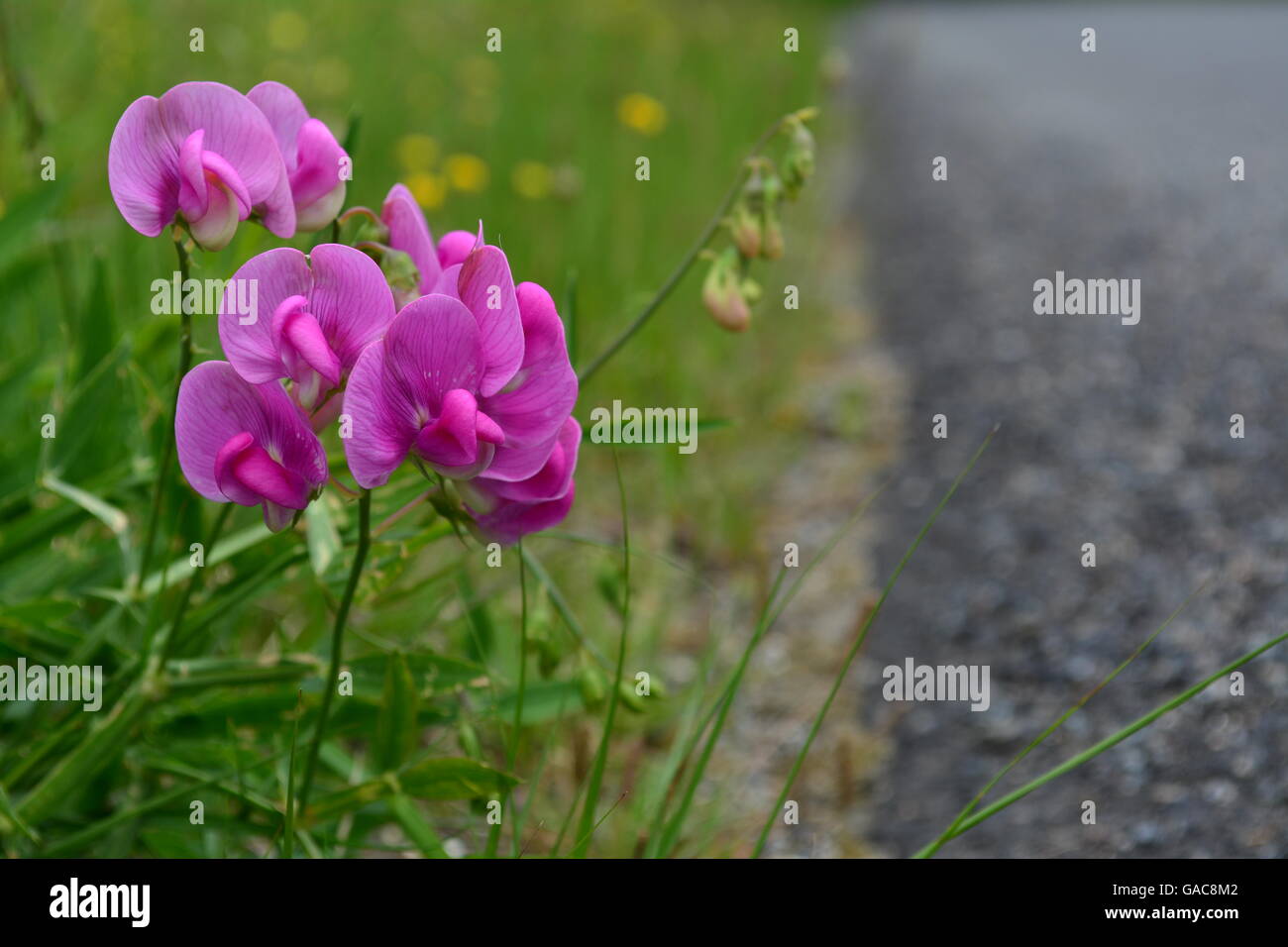 Roadside weeds hi-res stock photography and images - Alamy
