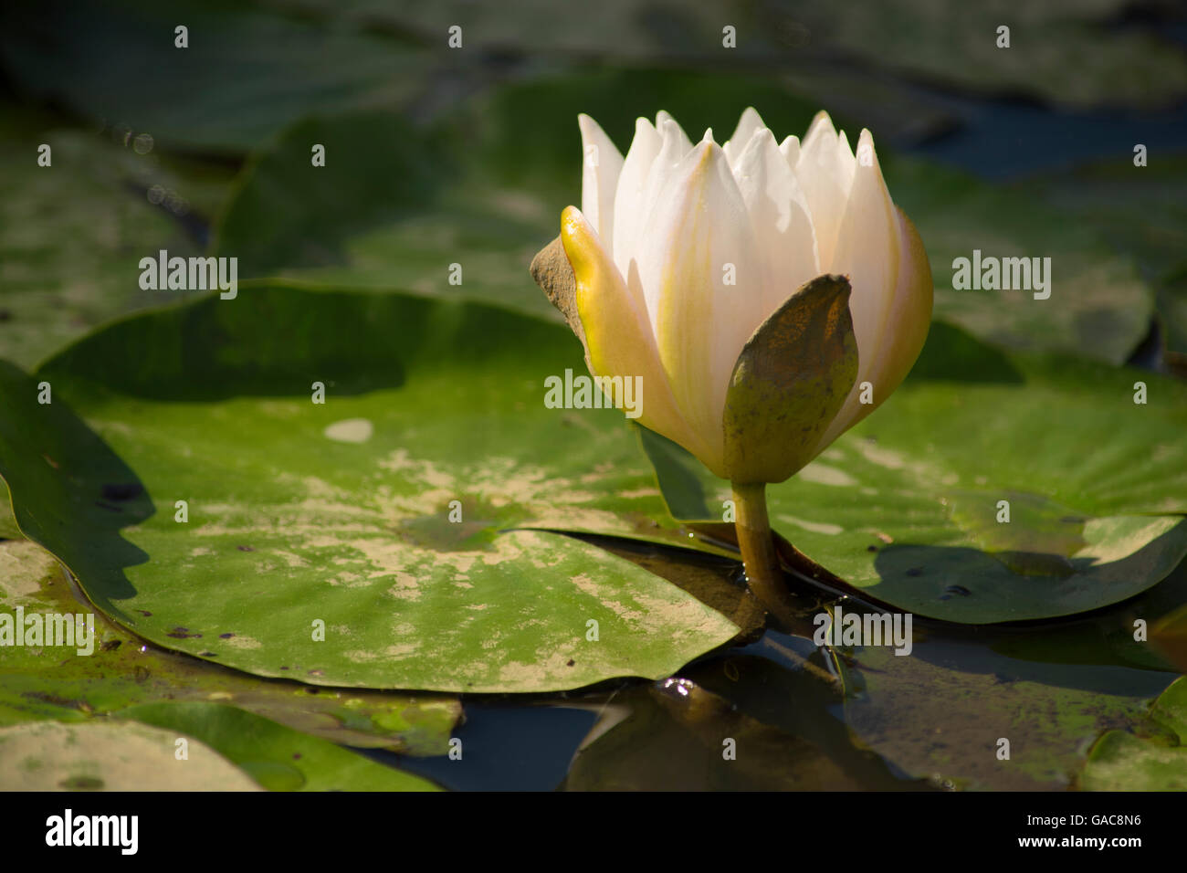 water lily and lily pads Stock Photo - Alamy