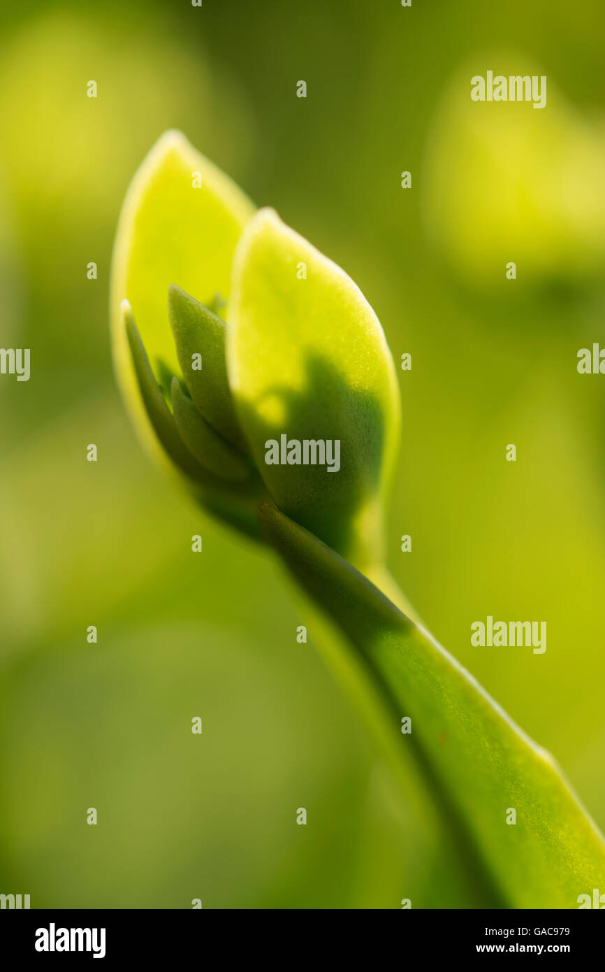 Budding flower hi-res stock photography and images - Alamy