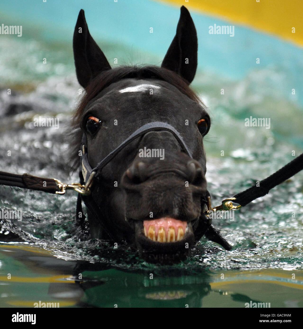 Racing - Visit to Jonjo O'Neill's Stables - Jackdaws Castle Stock Photo ...