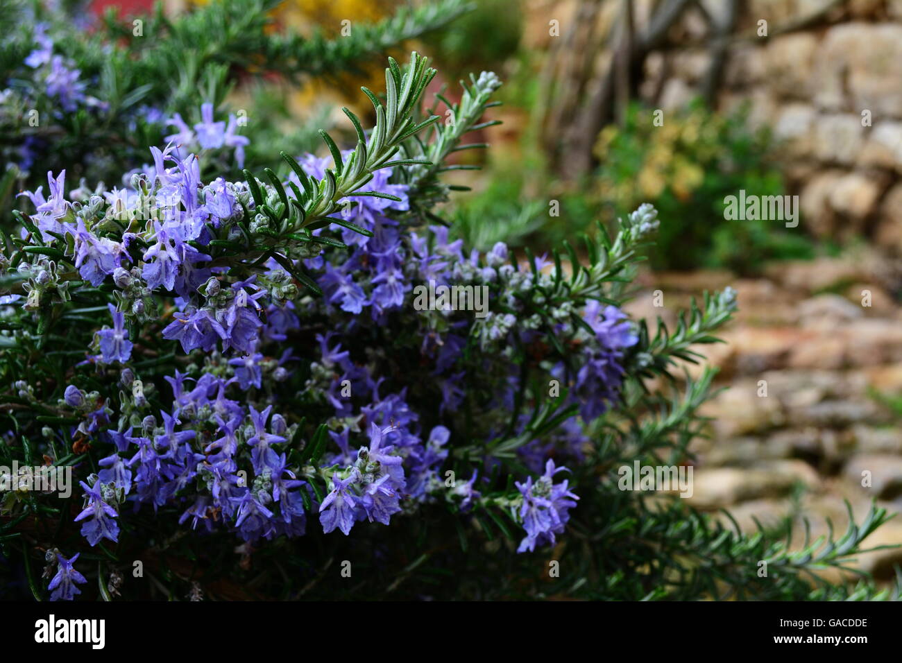 rosemary with flowers Stock Photo - Alamy