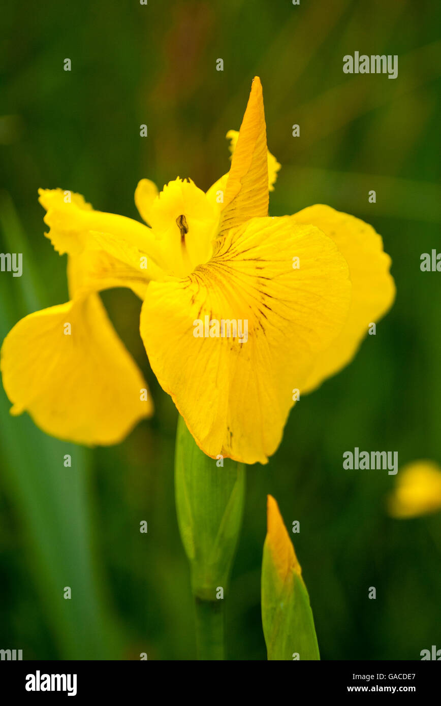 Flag iris plant hi-res stock photography and images - Alamy