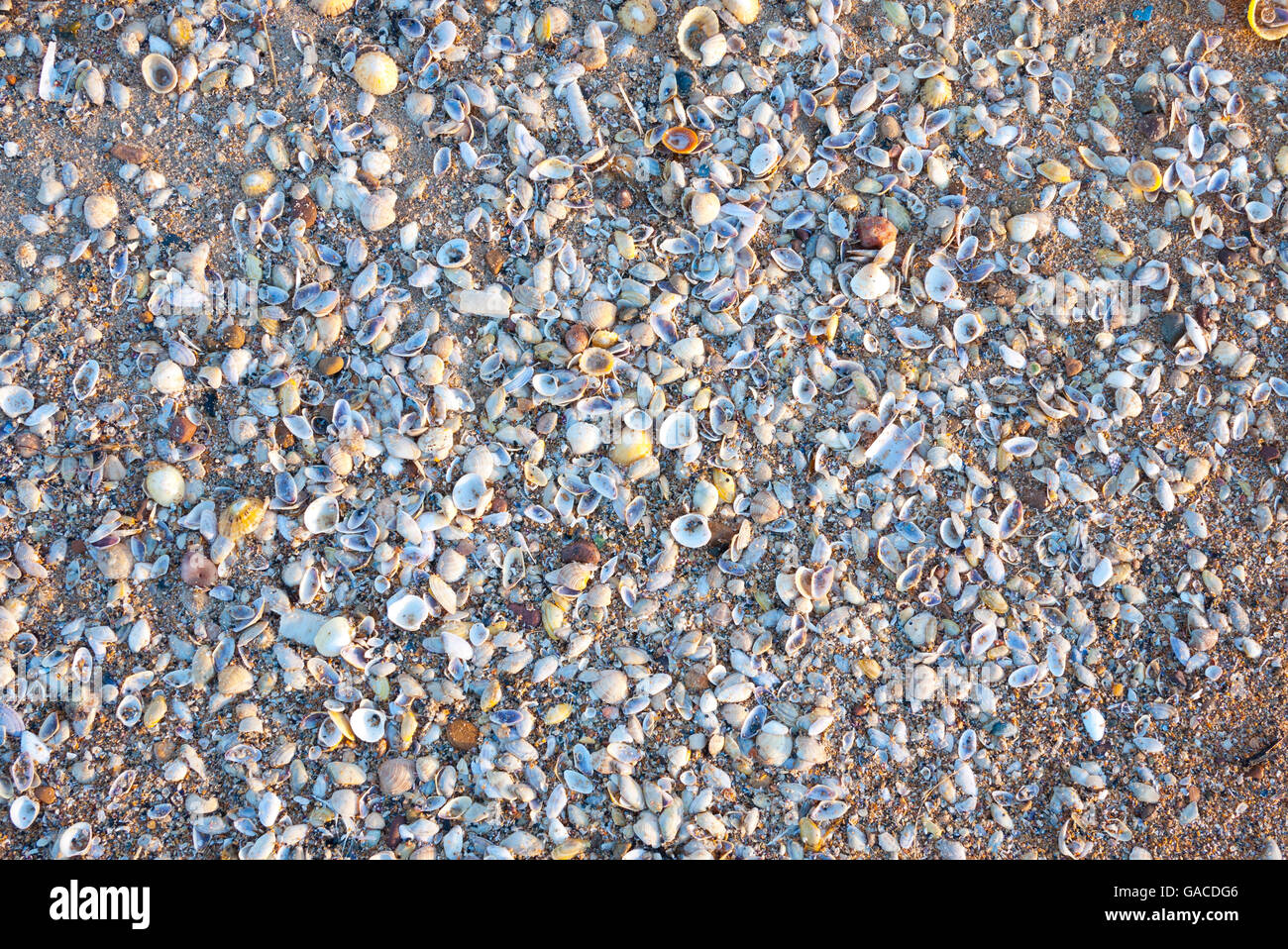 A mixture of sea shells on beach in early morning light, Scotland, UK ...