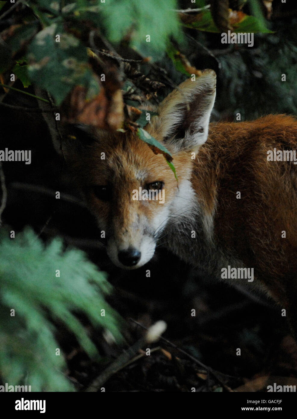 London - Urban fox. Stock picture of an urban fox in London Stock Photo ...