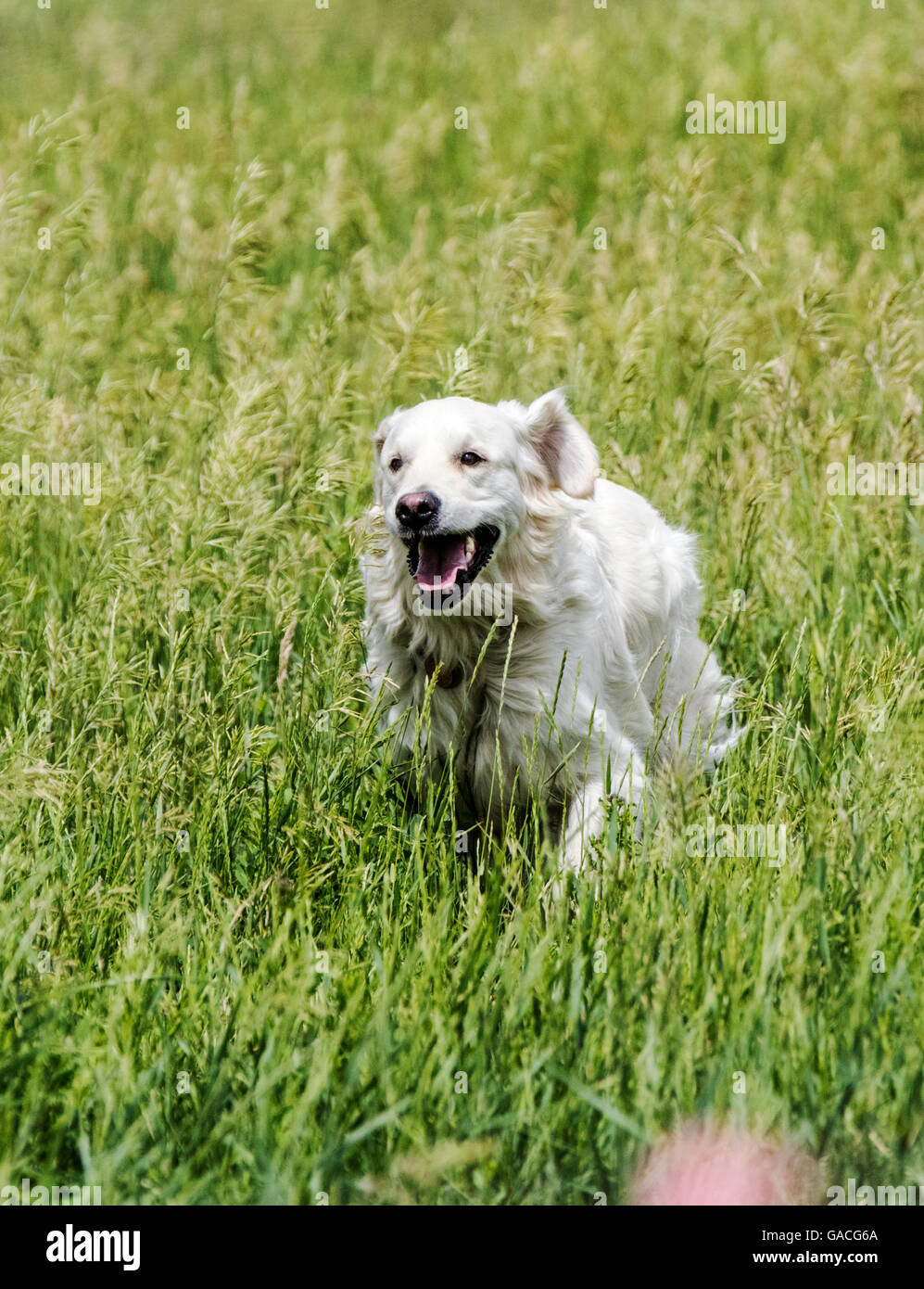 Platinum colored golden retriever dog hi-res stock photography and ...