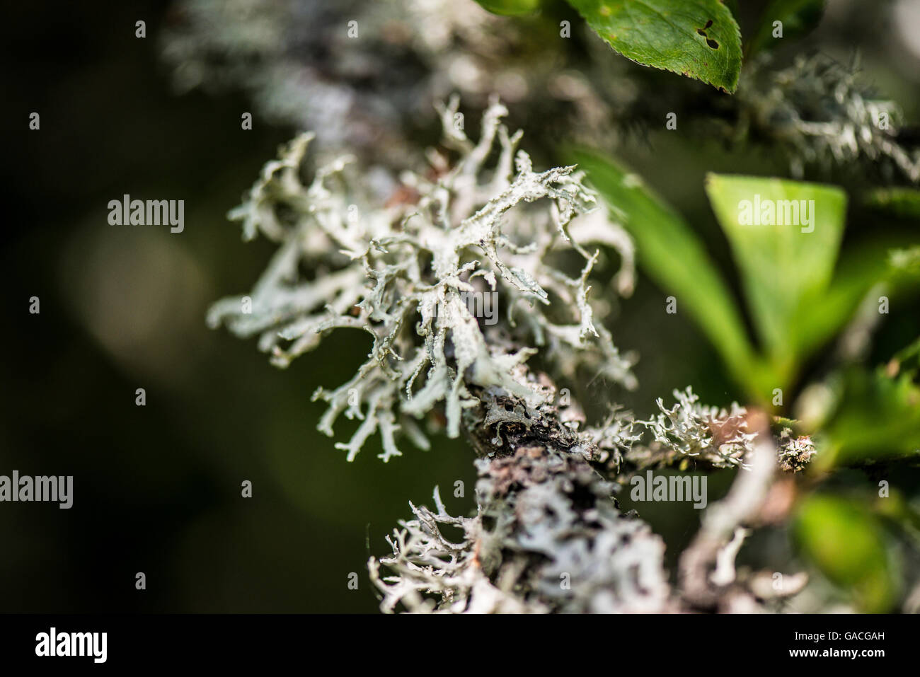 Oakmoss (Evernia prunastri) lichen on a tree Stock Photo - Alamy