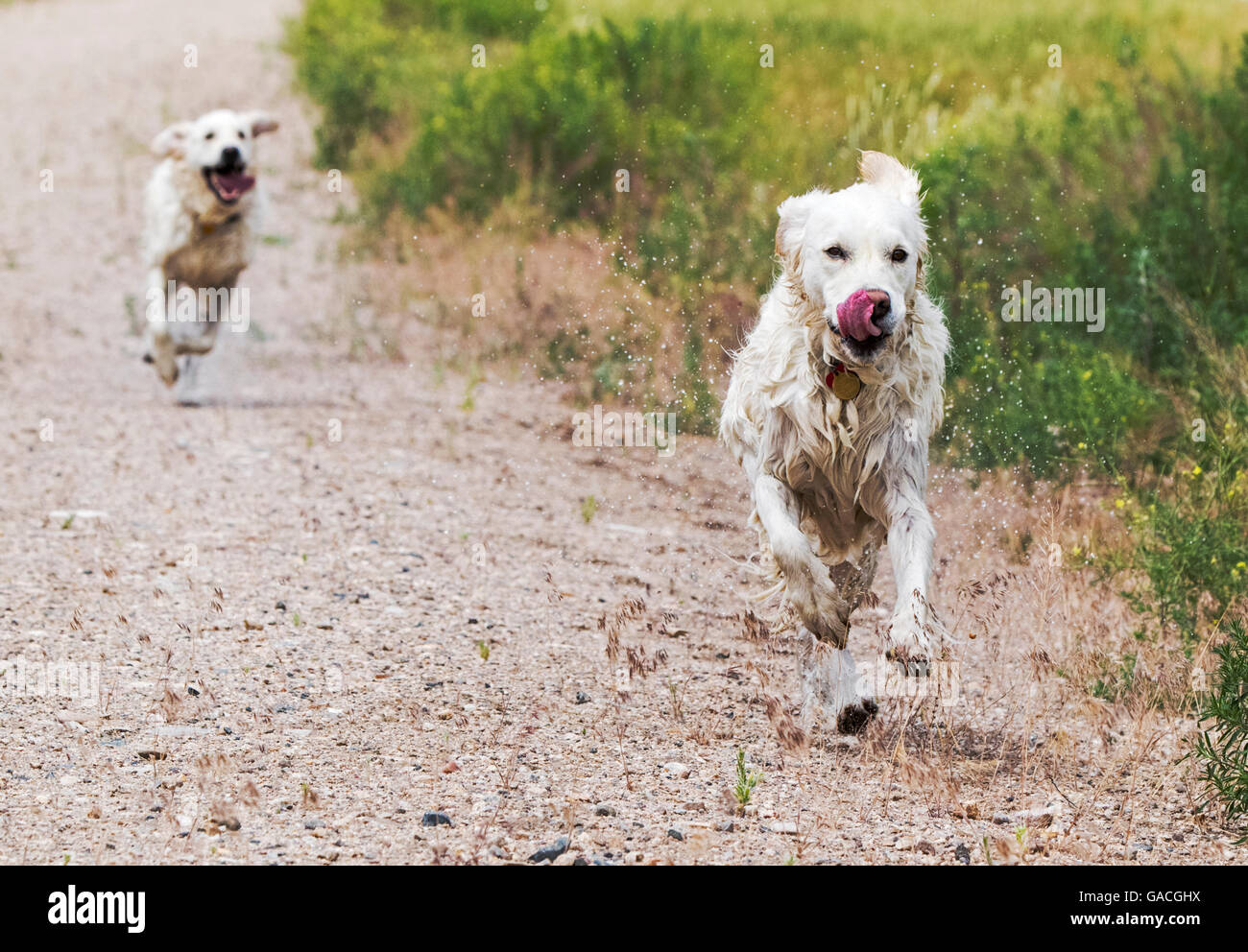 Platinum colored Golden Retriever dogs running on a Colorado Ranch; USA ...