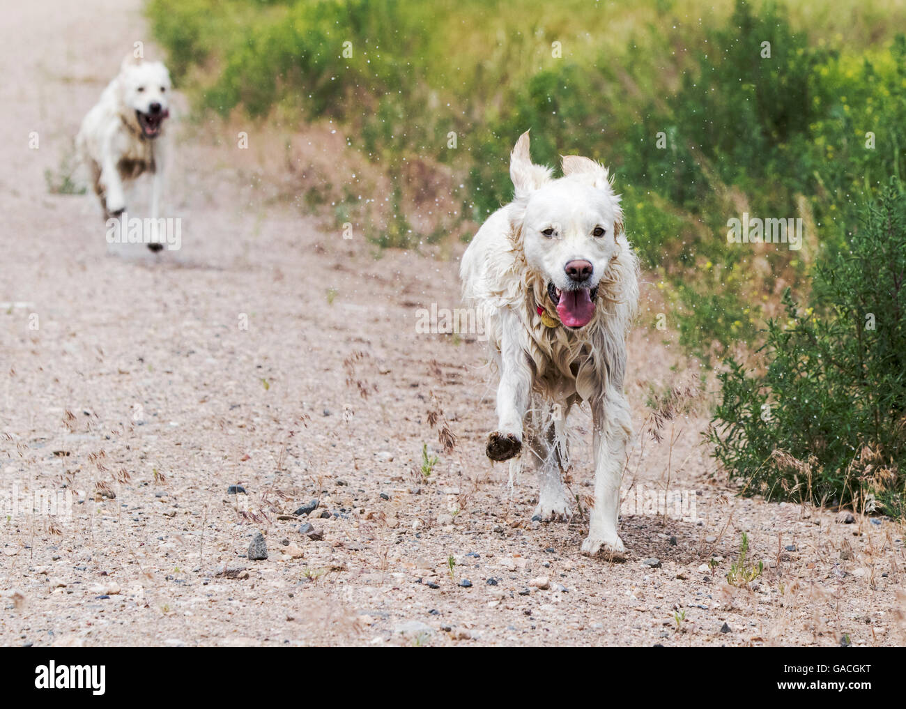 Platinum colored Golden Retriever dogs running on a Colorado Ranch; USA ...
