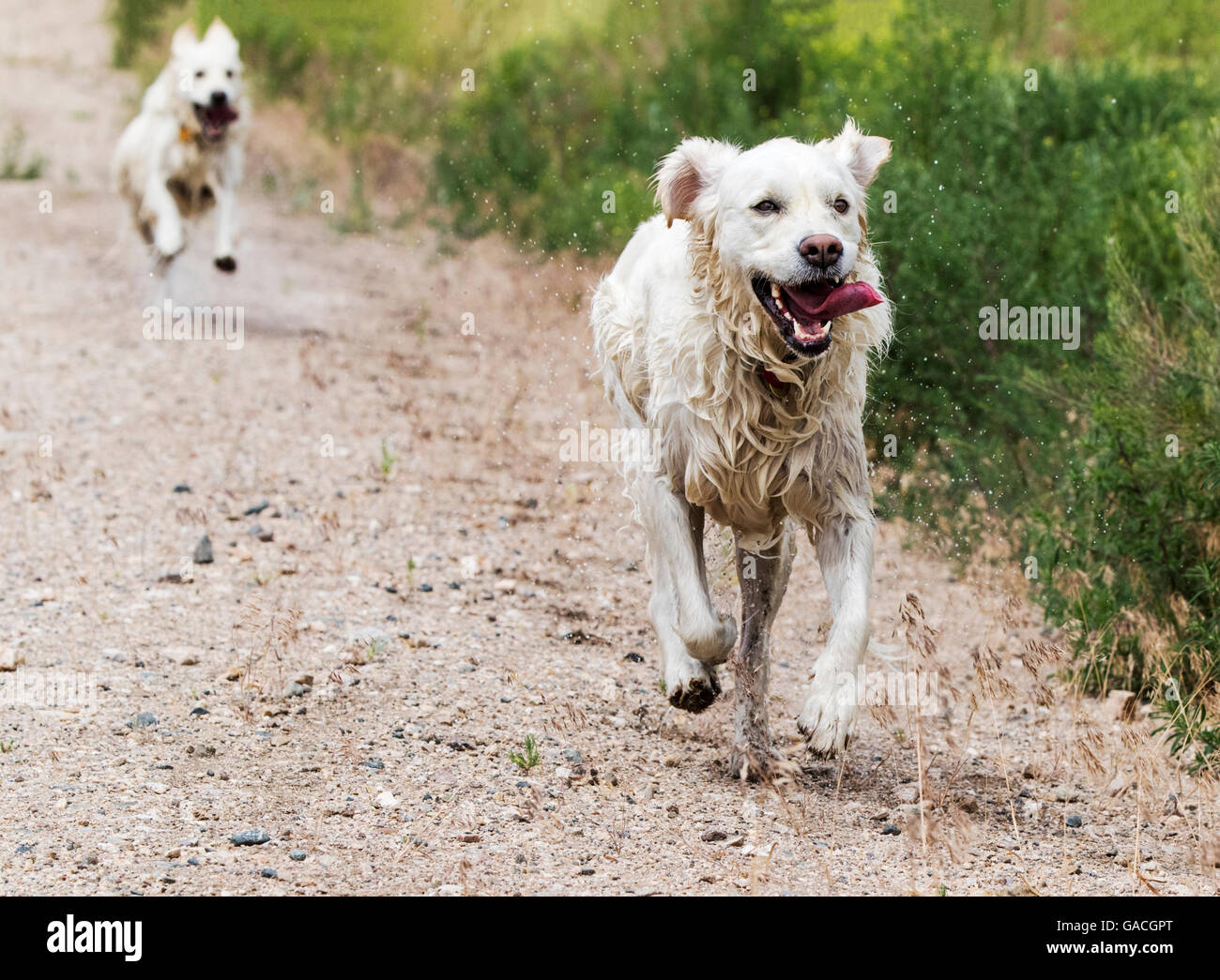 Platinum colored Golden Retriever dogs running on a Colorado Ranch; USA ...