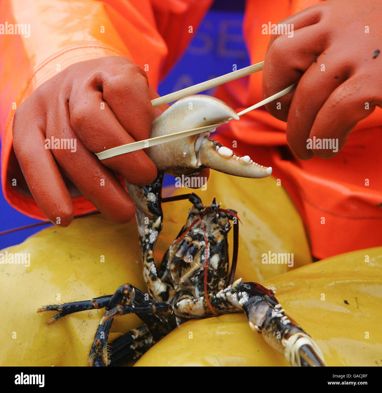 Lobster Fishing Fishing North Atlantic at Greg Booth blog