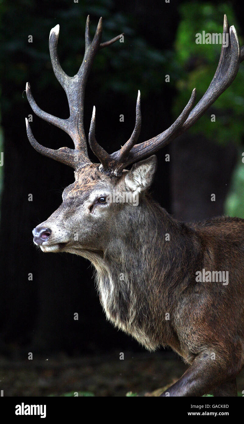 Animals, Deer in Richmond Park. Deer at Richmond Park in Richmond ...