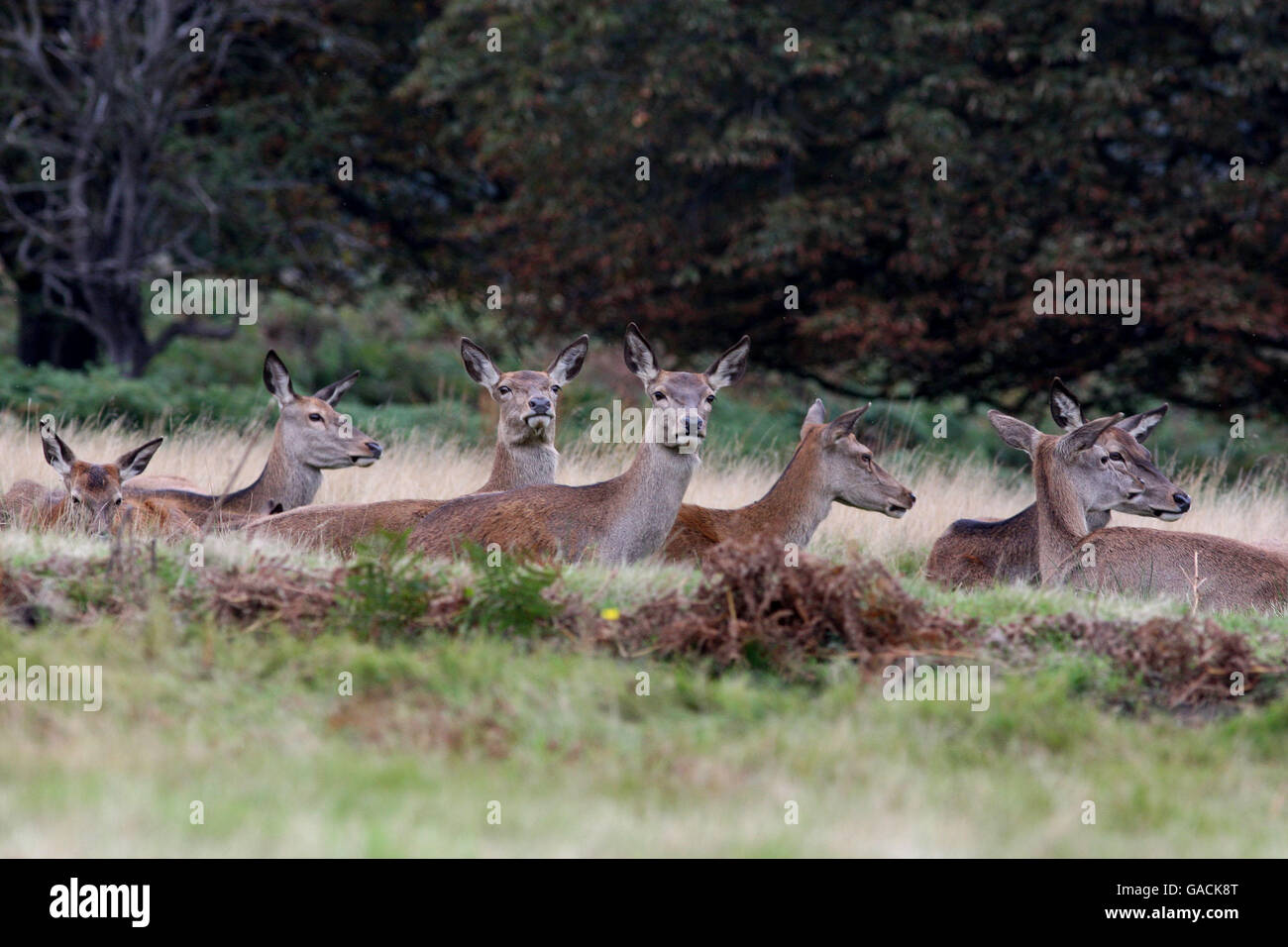 Animals - Deer in Richmond Park Stock Photo - Alamy