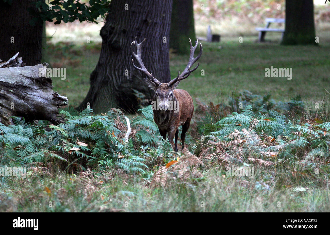 Animals - Deer in Richmond Park Stock Photo - Alamy