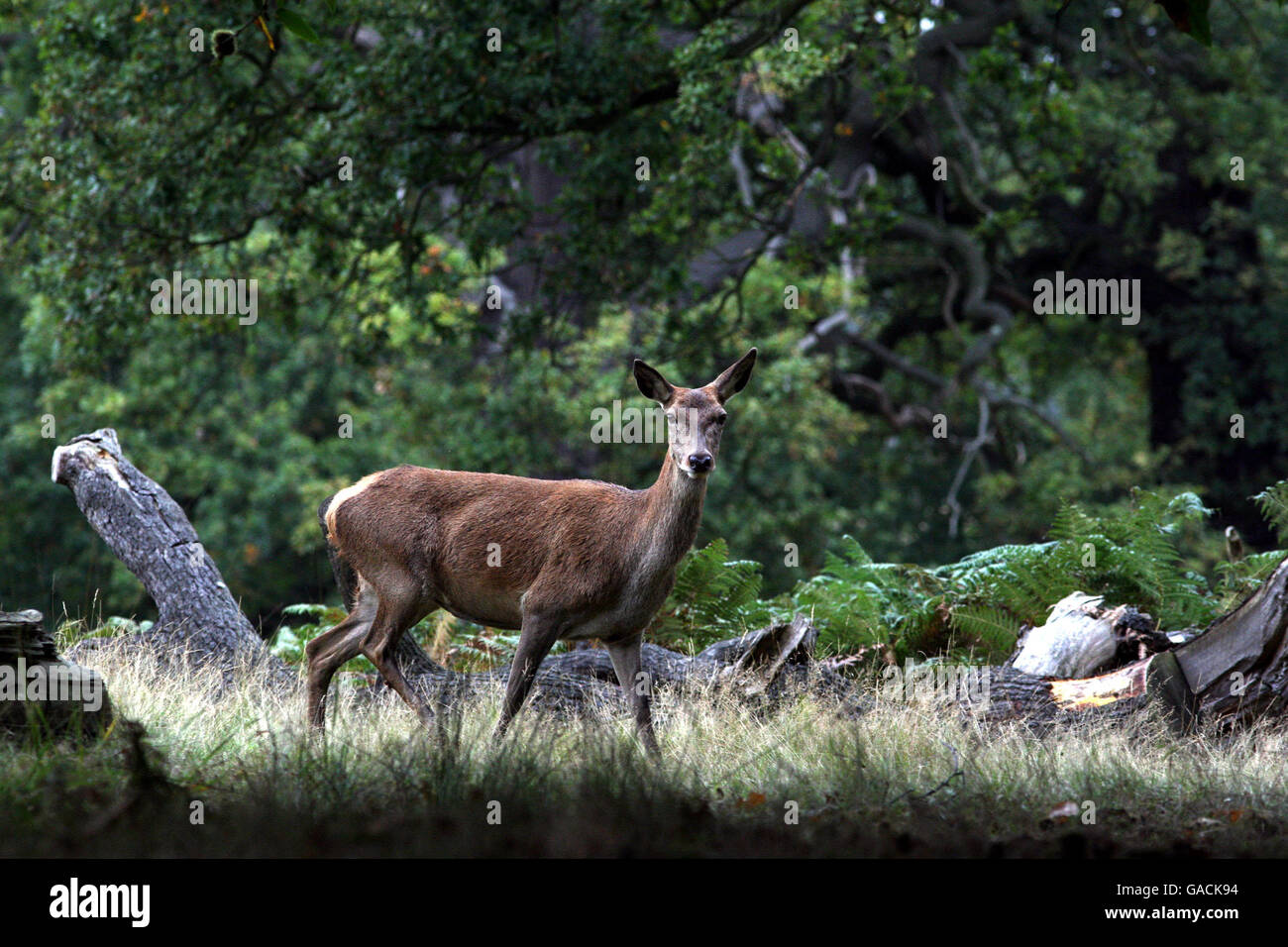 Animals - Deer in Richmond Park Stock Photo - Alamy