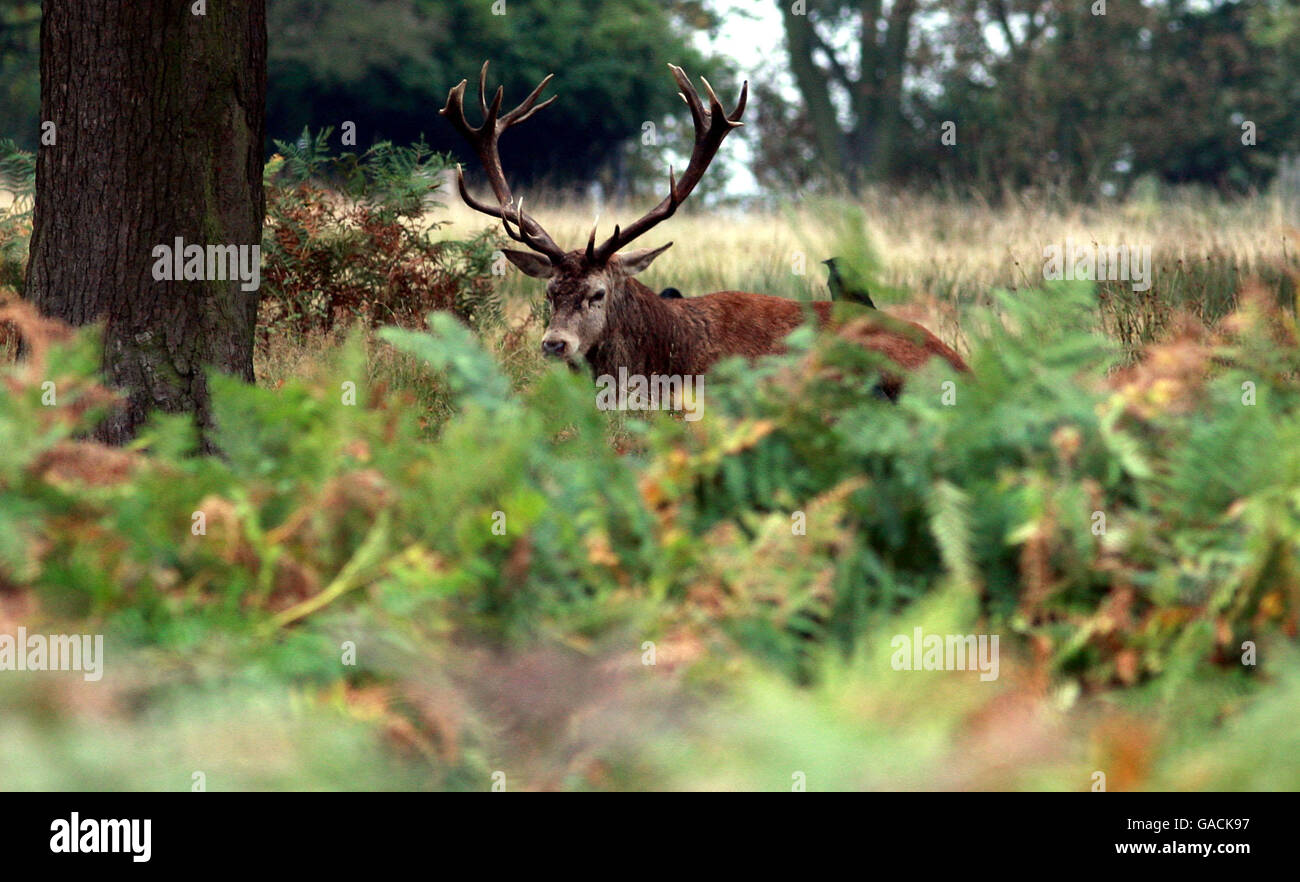 Animals, Deer in Richmond Park. Red Deer at Richmond Park in Richmond ...