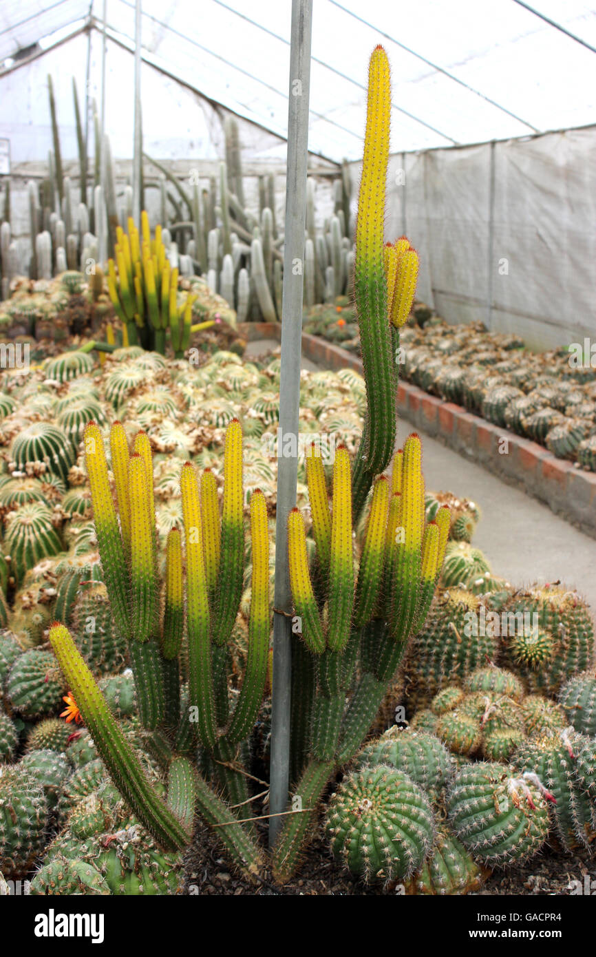Long needle cactus hi-res stock photography and images - Alamy
