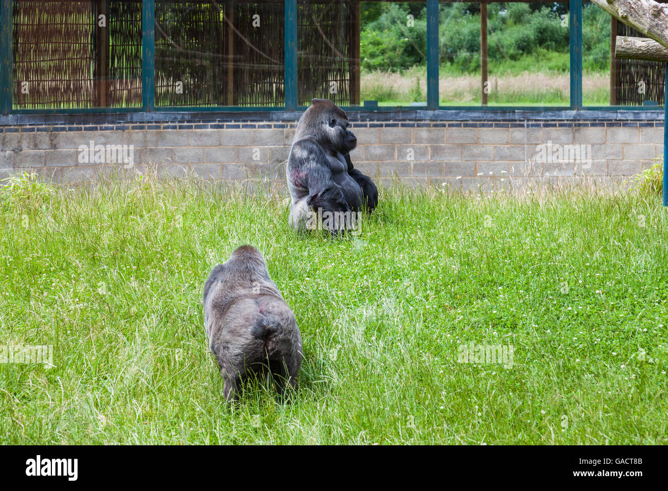 Gorillas in enclosure at Twycross Zoo, Leicestershire Stock Photo - Alamy