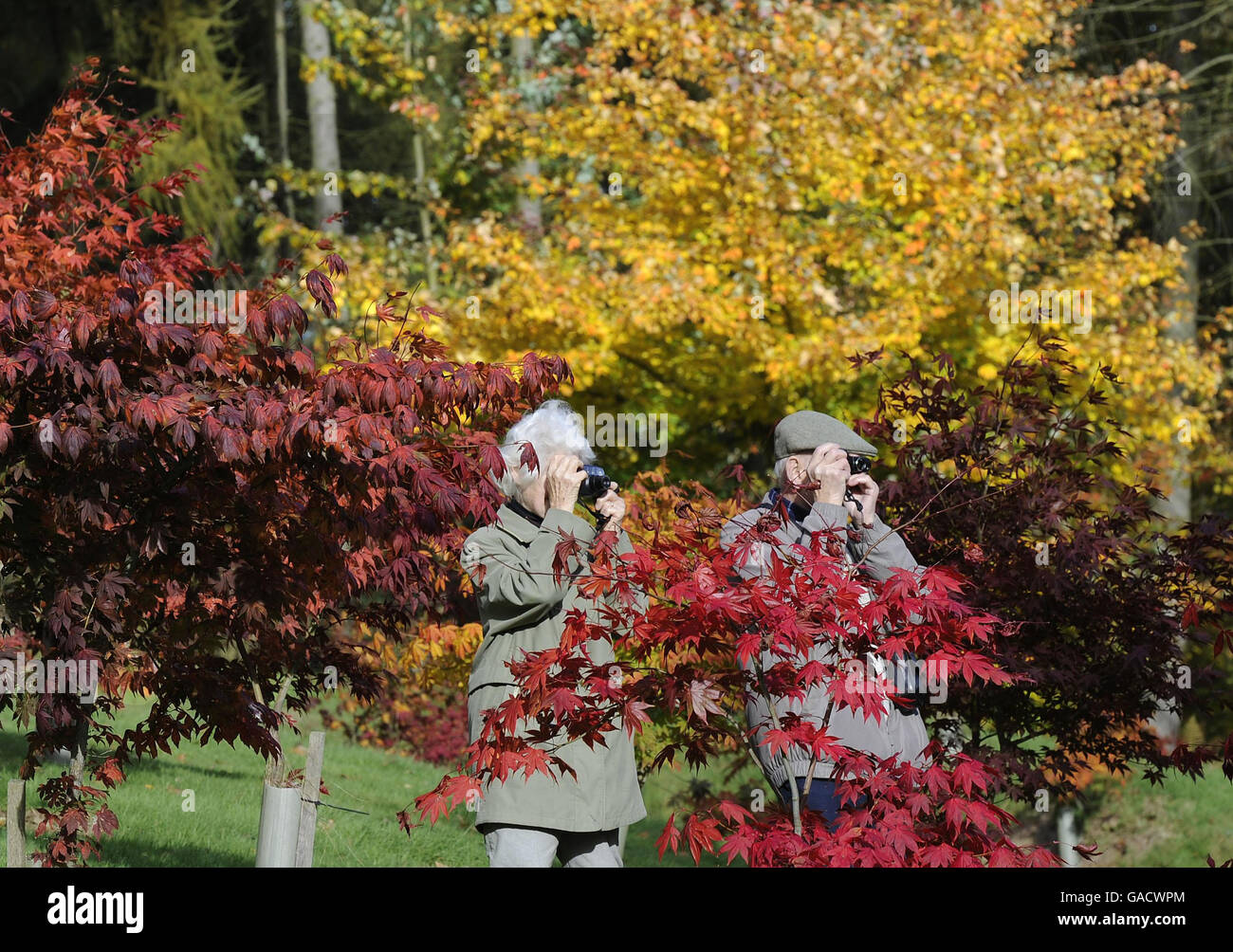 Standalone tree autumn hi-res stock photography and images - Alamy