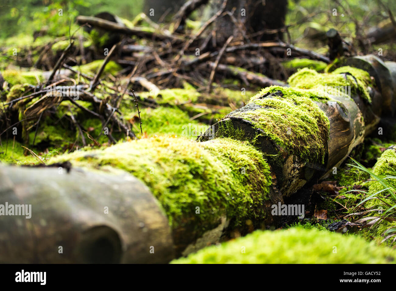tree trunk with moss Stock Photo - Alamy