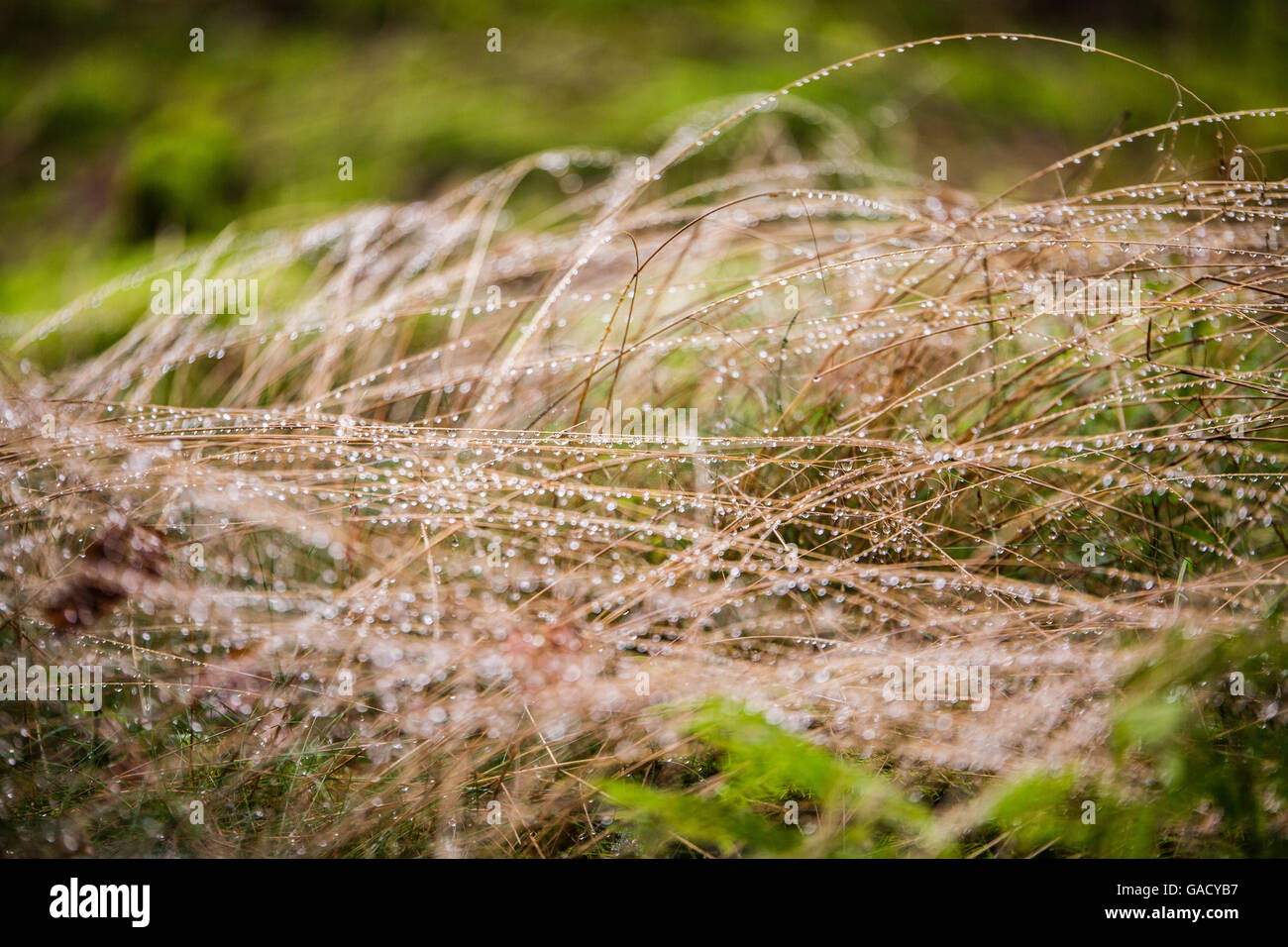 environmental concept. Drops after rain in forest Stock Photo - Alamy