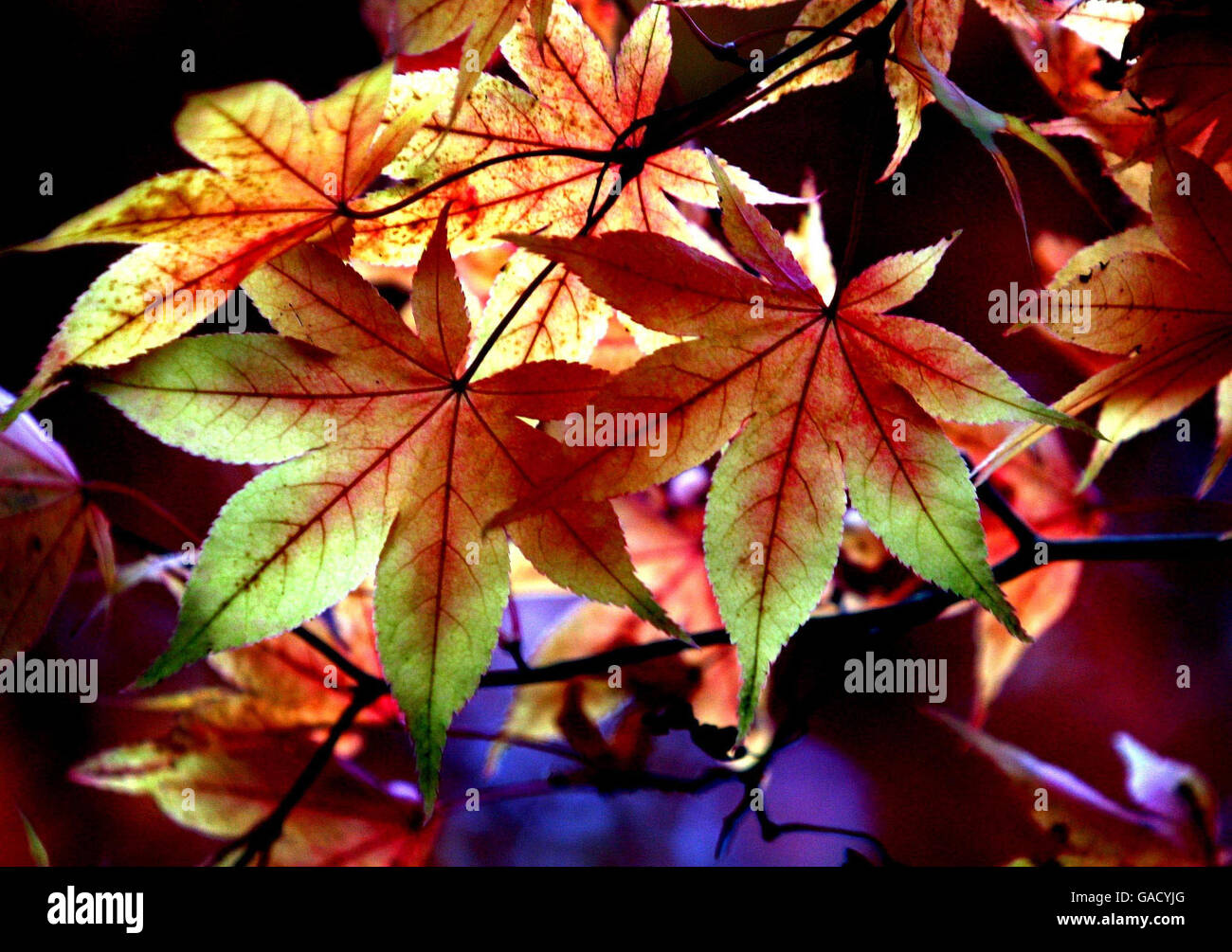 Autumn colours are seen at westonbirt hi-res stock photography and ...