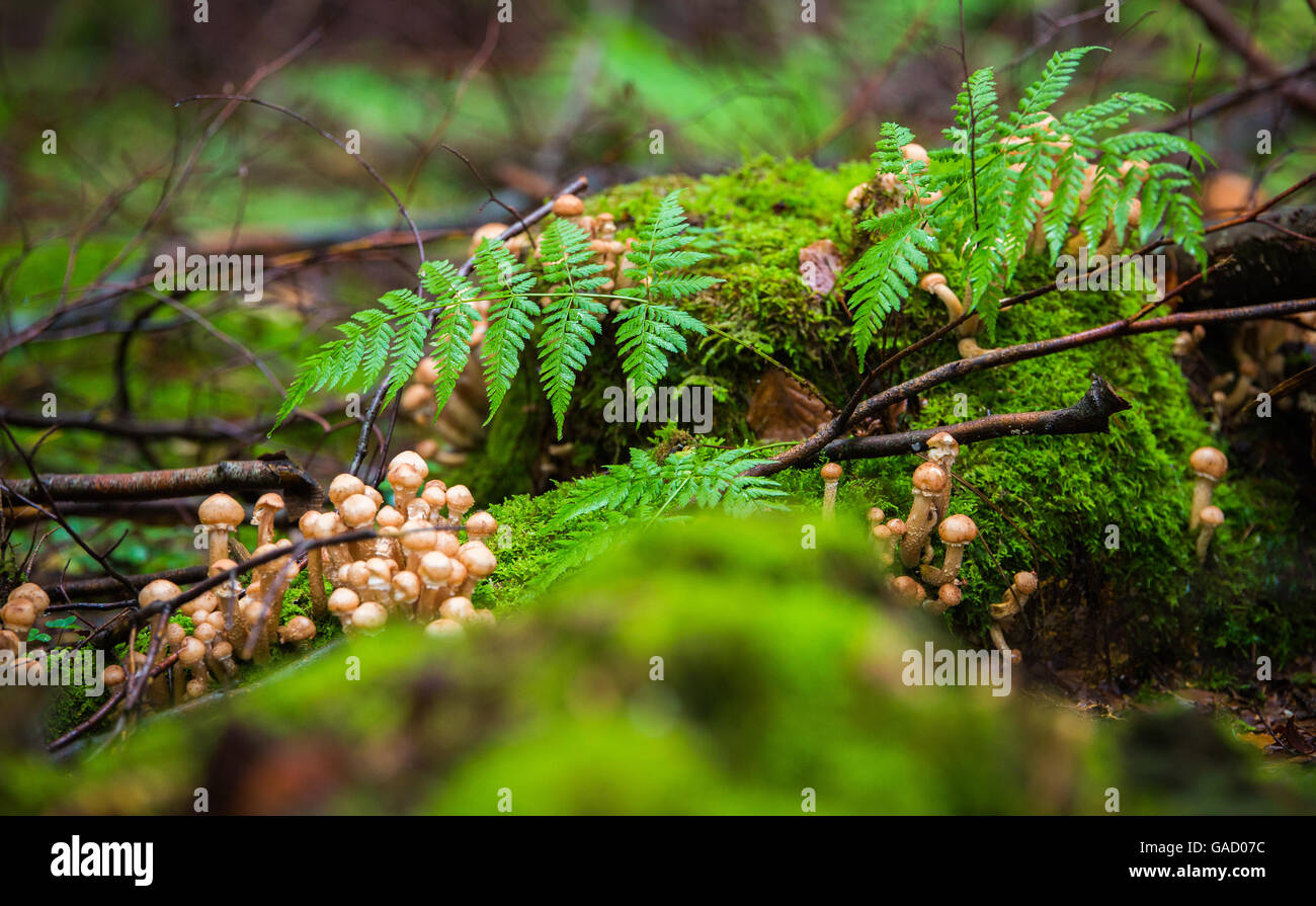 small mushrooms toadstools Stock Photo - Alamy