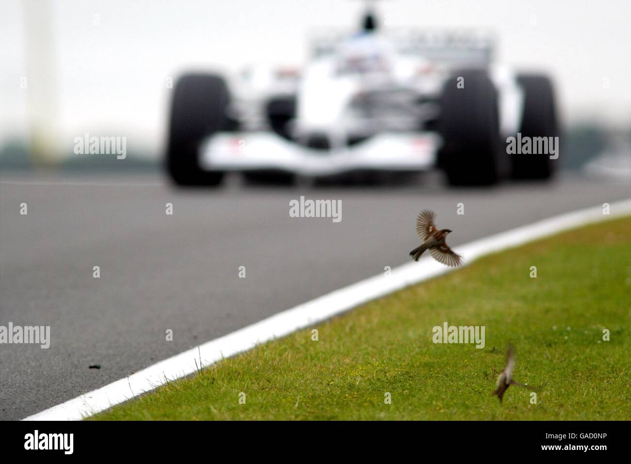 Pamtrbk emp23 birds british gp f1 sparrow penangprojm hi-res stock ...