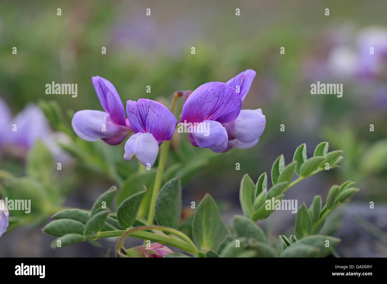 Sea Pea Stock Photos & Sea Pea Stock Images - Alamy