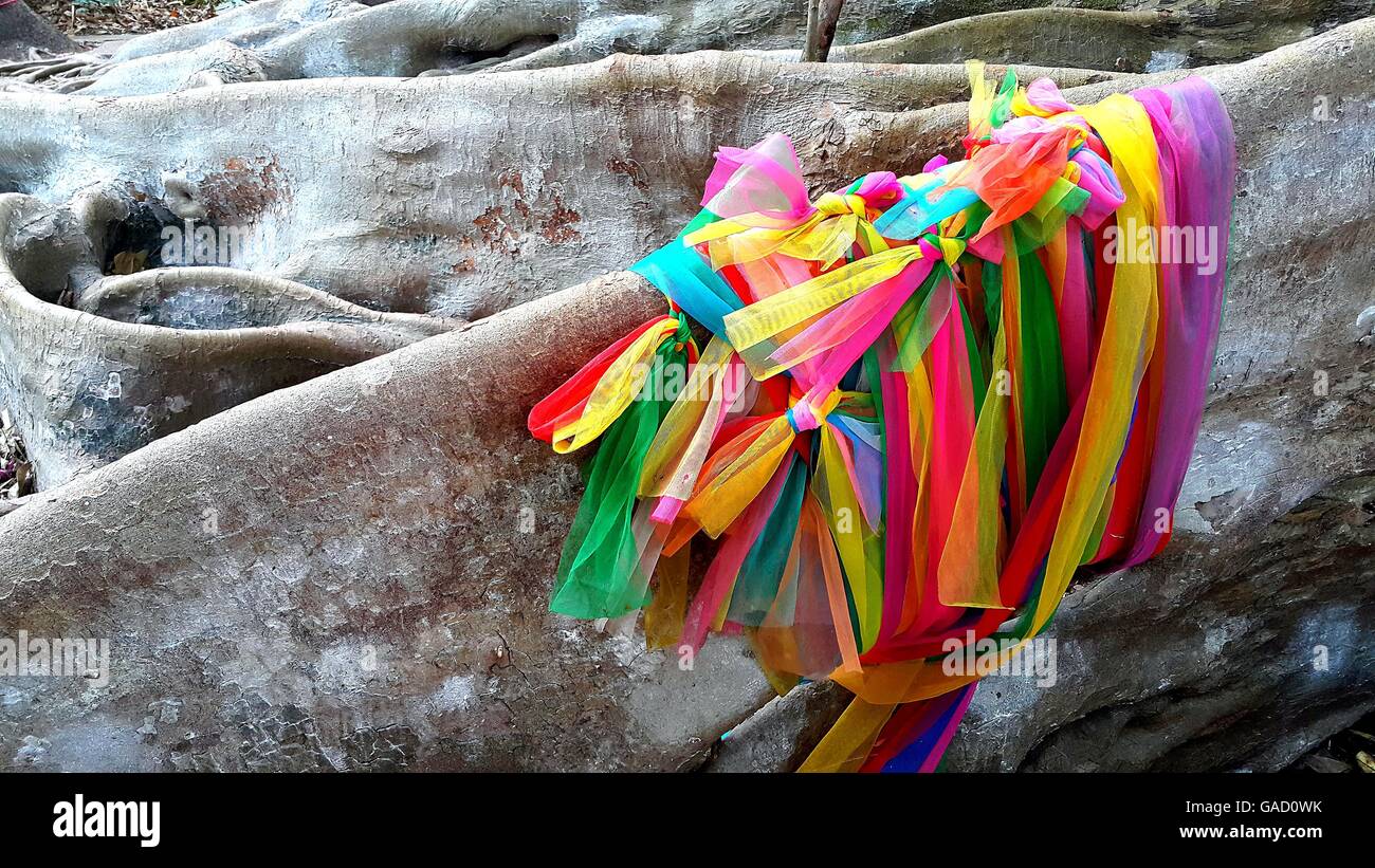 Root of big tree covered by powder and tied with multicolor fabrics ...