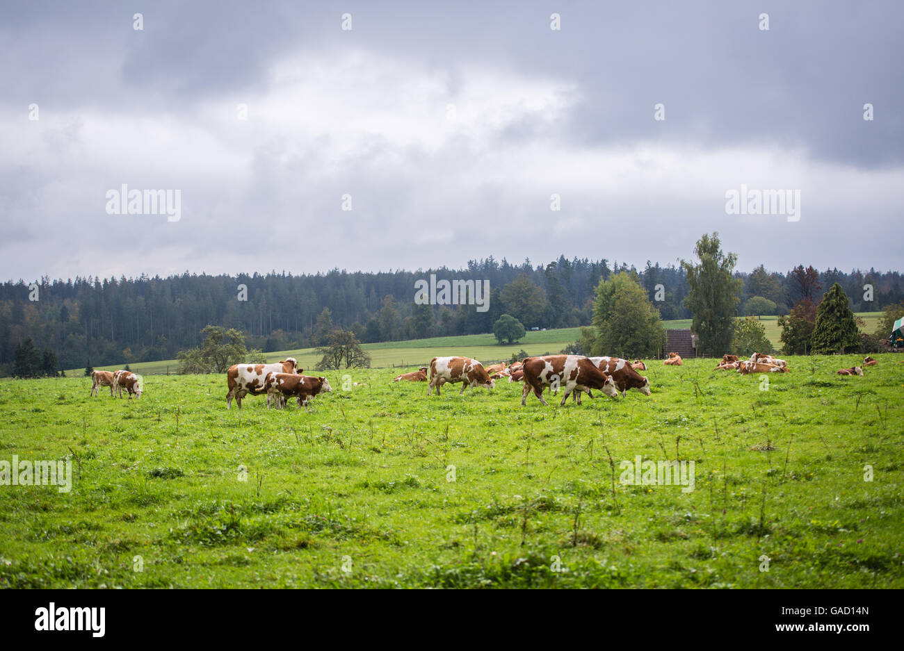 Alpine cows in bavaria hi-res stock photography and images - Alamy