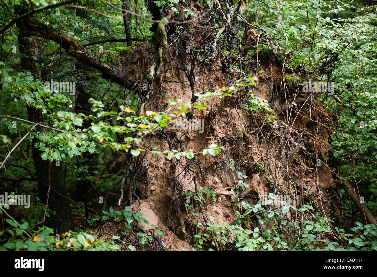large tree uprooted by storm Stock Photo - Alamy