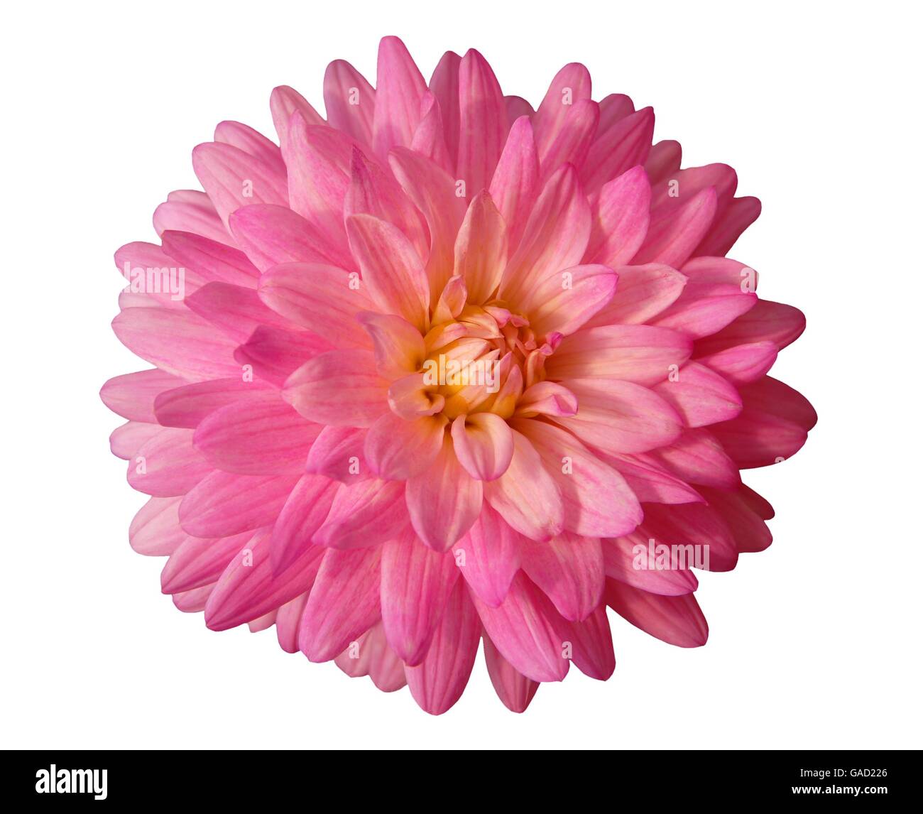 Pink dahlia flower isolated on white background Stock Photo - Alamy